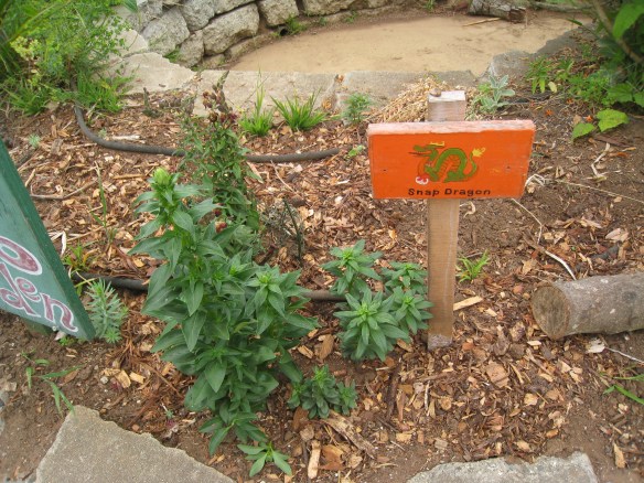 Children’s Garden Ideas | What's not to like?